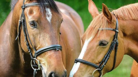 Schon gewusst? ... Das Zaumzeug – eine kleine Einführung | PARTNER PFERD